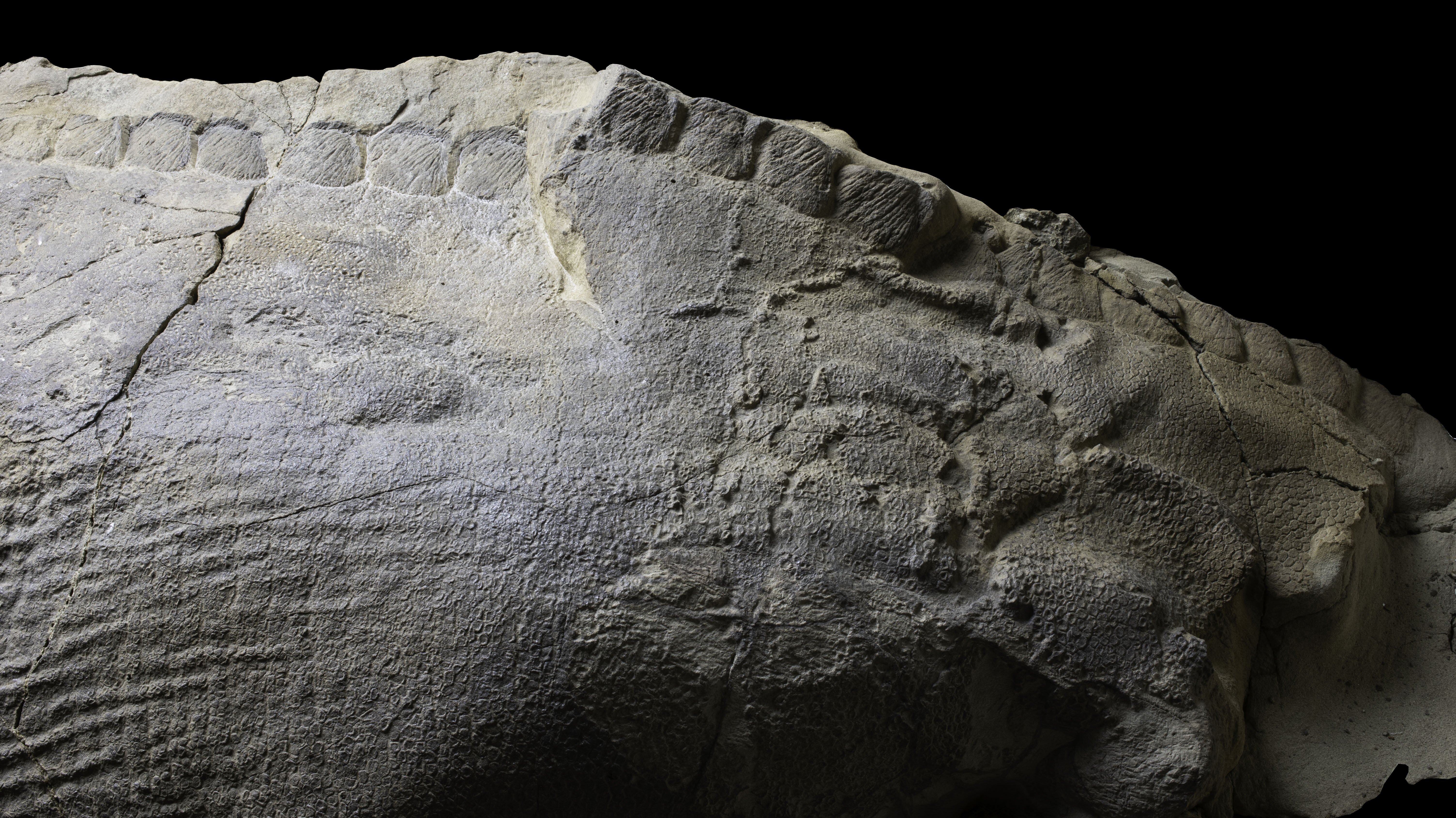 Dr. Stephanie Drumheller-Horton - How to Make a Dinosaur Mummy ...
